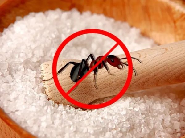 Cách Diệt Kiến Lửa Trong Nhà Hiệu Quả Và An Toàn | Monava