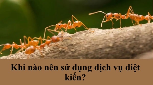 Dịch vụ diệt kiến tại nhà uy tín TPHCM